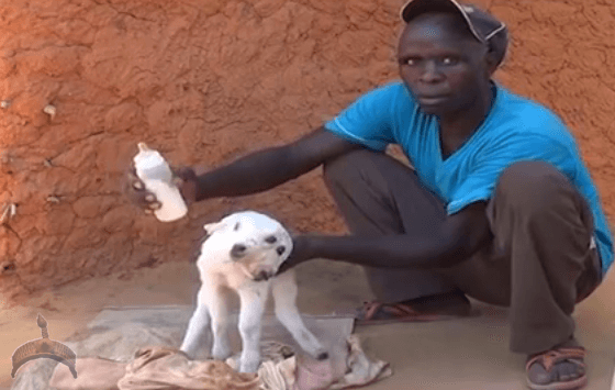 Conjoined goat ? Goat gives birth to 2-headed billy in Kenya (Video ...