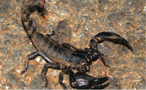 Top 10 Most Dangerous Insects In The World - Ọmọ Oòduà