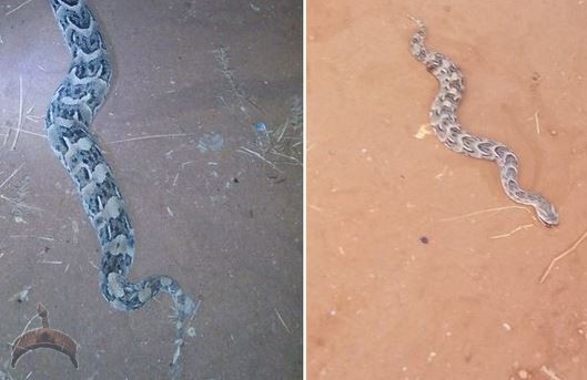 Photos Of The beautiful Puff-Adder Snake Killed Today - Ọmọ Oòduà