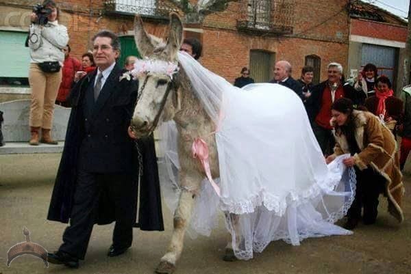 Photo: Man getting married to a donkey in Spain - Ọmọ Oòduà