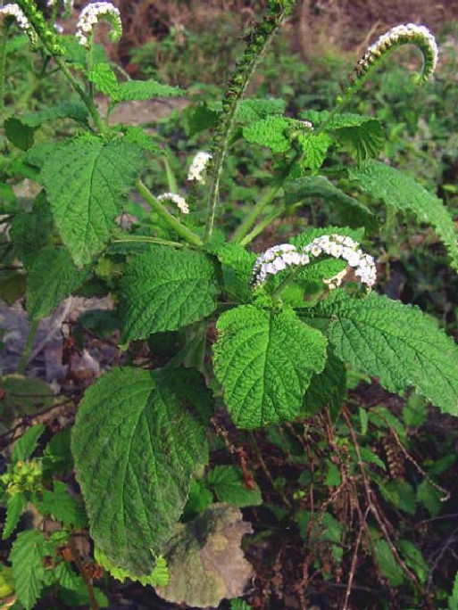 Ewé Agogo Igun - Ọmọ Oòduà