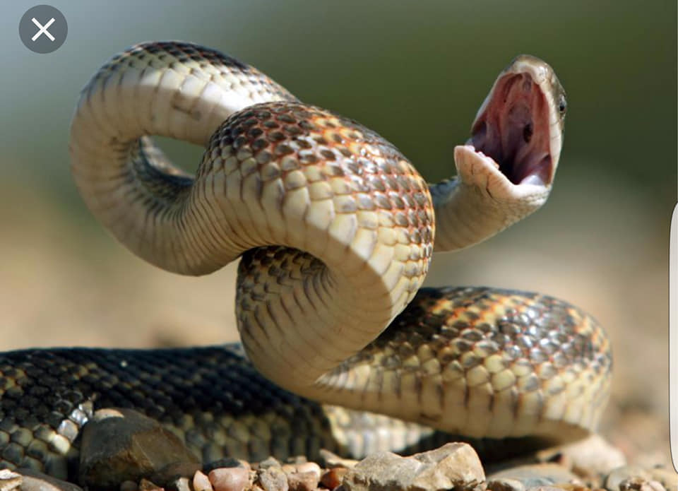 Orí ejò - Ọmọ Oòduà