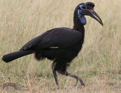 What is Akalamagbo Bird in English ? - Ọmọ Oòduà