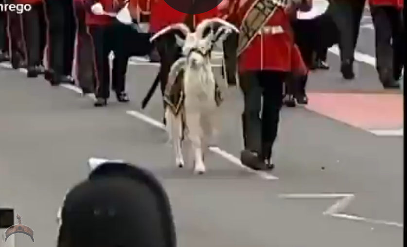 Video: Netizens react over a full-blown Goat offered as a Sacrifice for ...